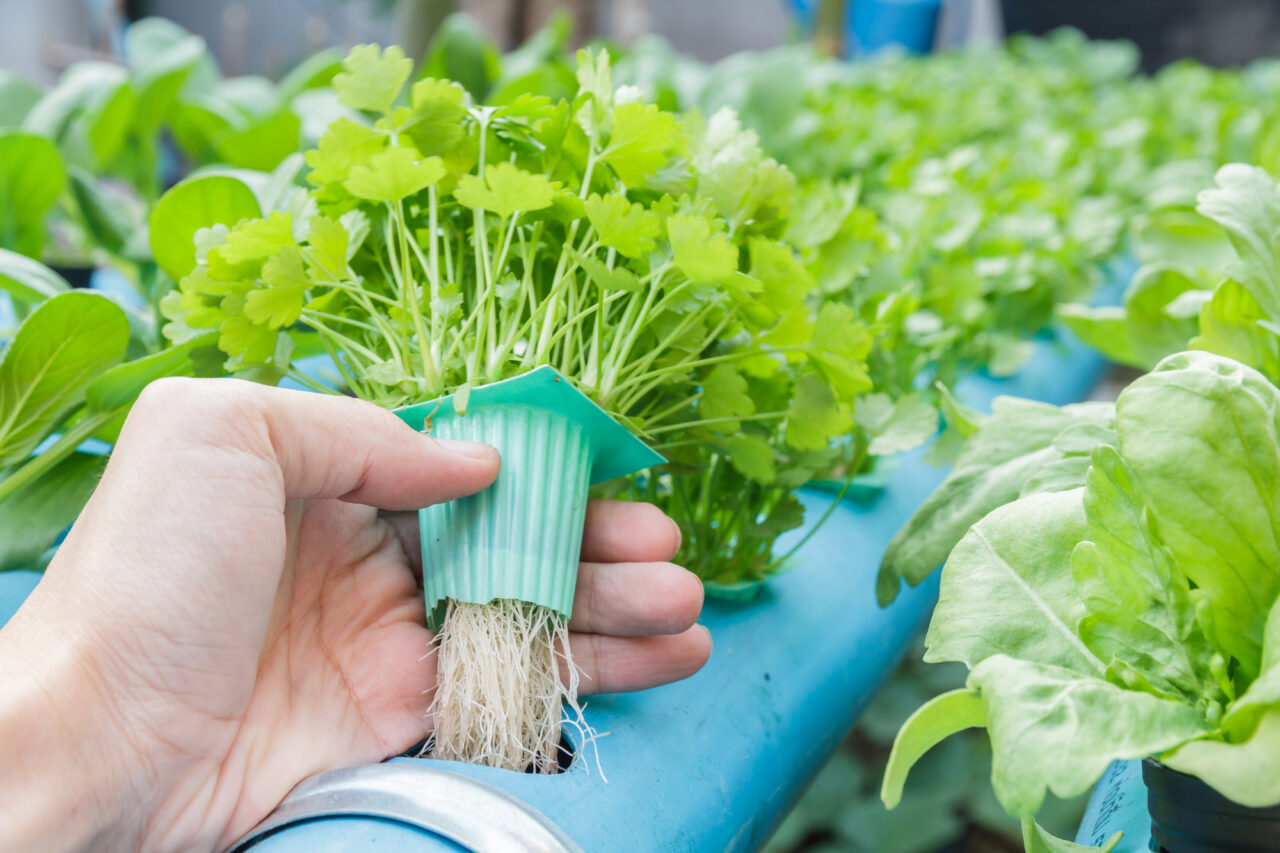 Types of Hydroponics Systems - hydroponicharvests.com