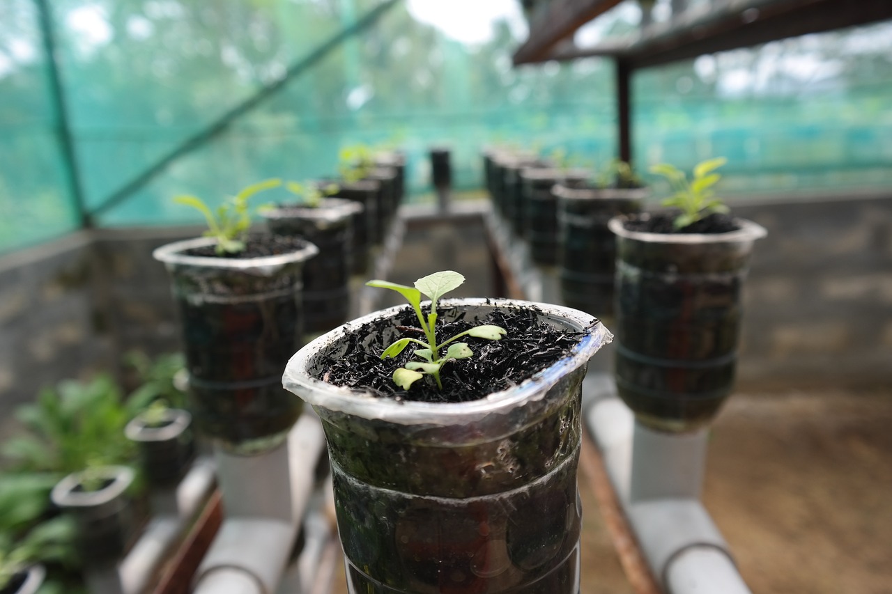 What are Some Advantages and Disadvantages of Hydroponics? - Hydroponic ...