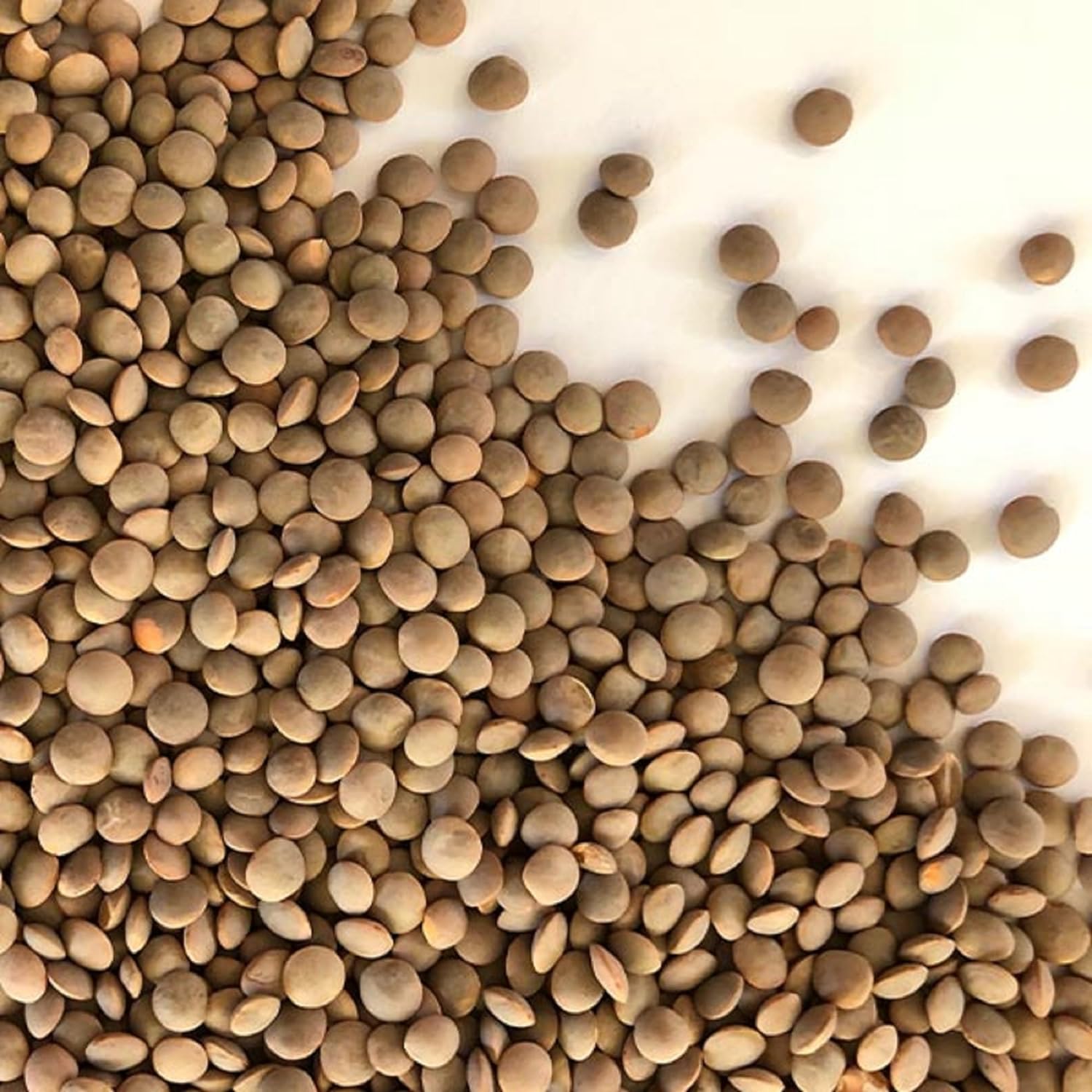 Lentil Seed Red Lentil Seeds Review - Hydroponic Gardening