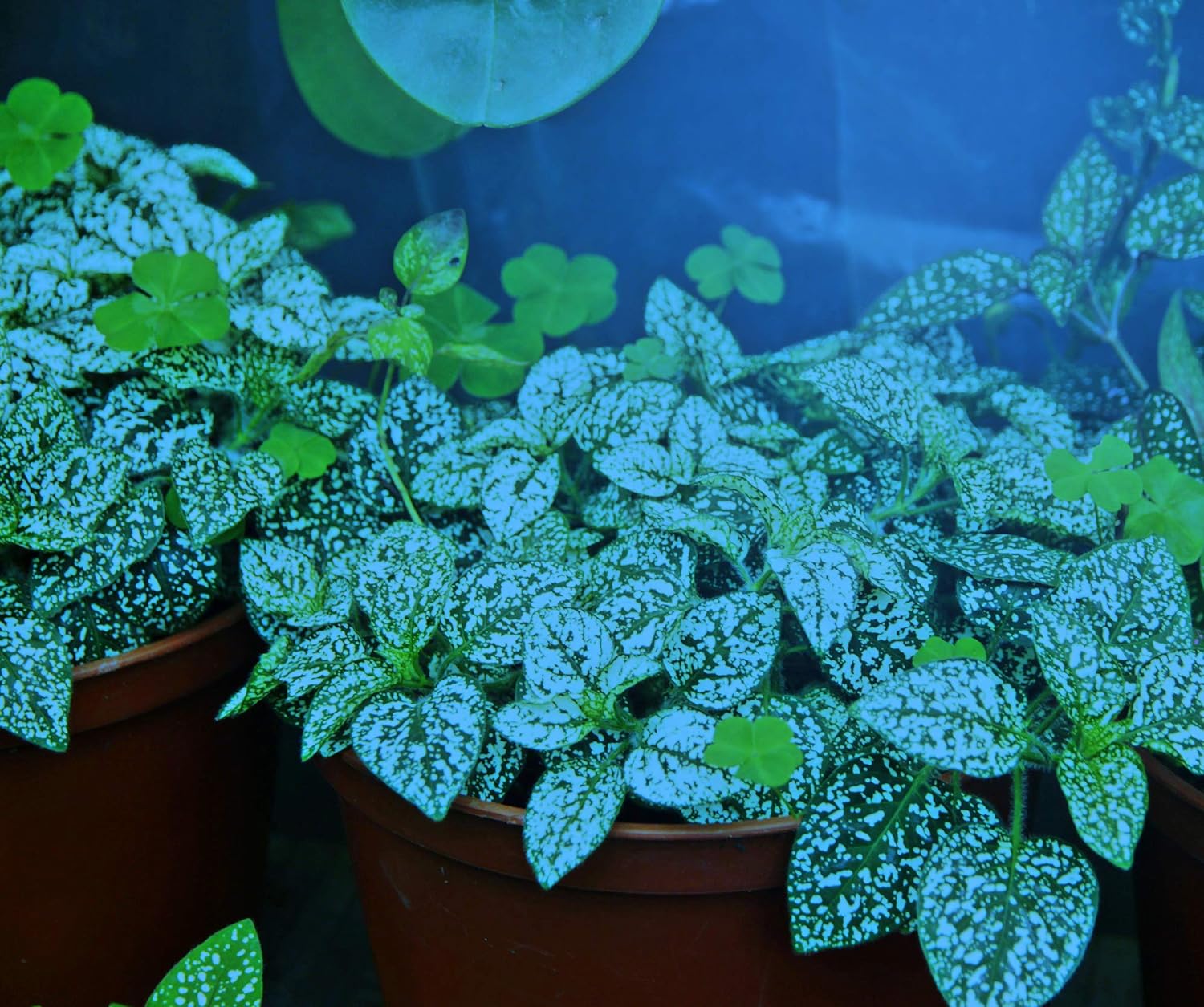 Ultra Grow Blue Spectrum 150W Replacement Grow Light Bulbs Review ...