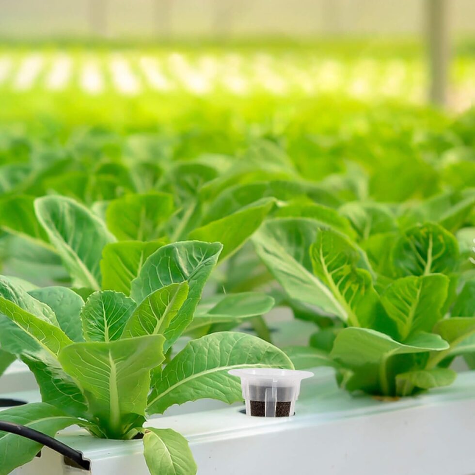 50 Grow Sponges for Hydroponics Review - Hydroponic Gardening